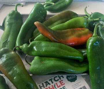 Hatch Chiles 101: What Makes Them Unique + Expert Roasting & Recipe ...